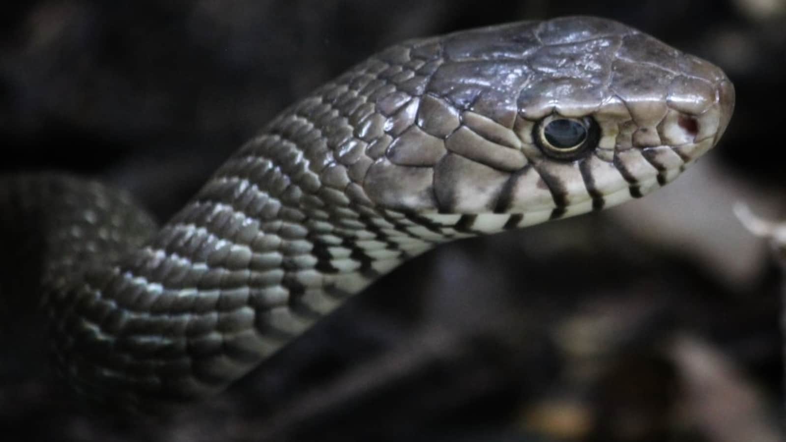 Doctors Warn of Rising Snake Bite Risks in Oklahoma This…