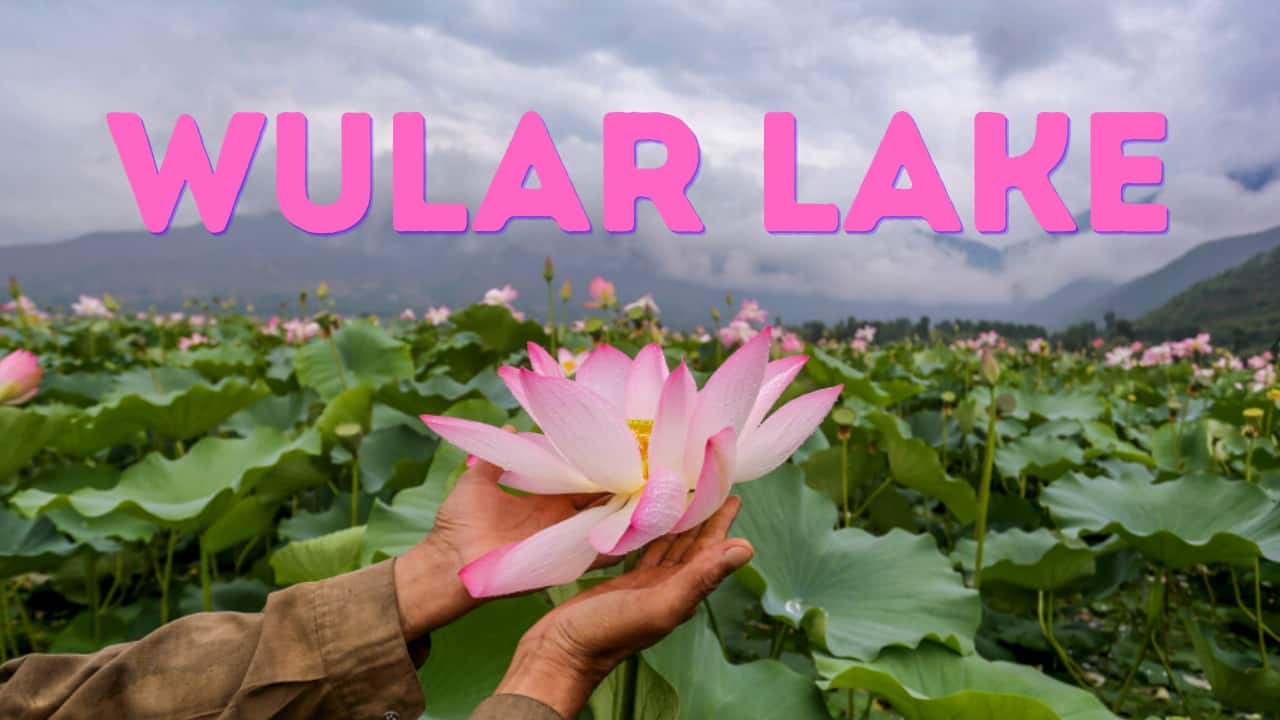 Wular Lake in Kashmir Sees Lotus Blooms After 30 Years, A…