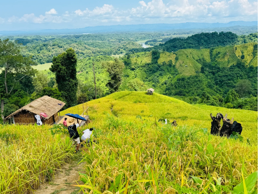 Indigenous Farmers Celebrate the Jhum Paddy Harvest | Kwizr