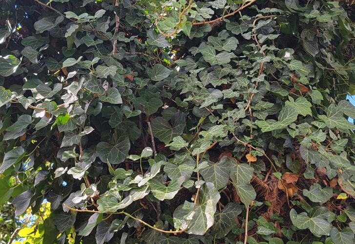 Mastering the Art of Crawling and Creeping Vines in Your…