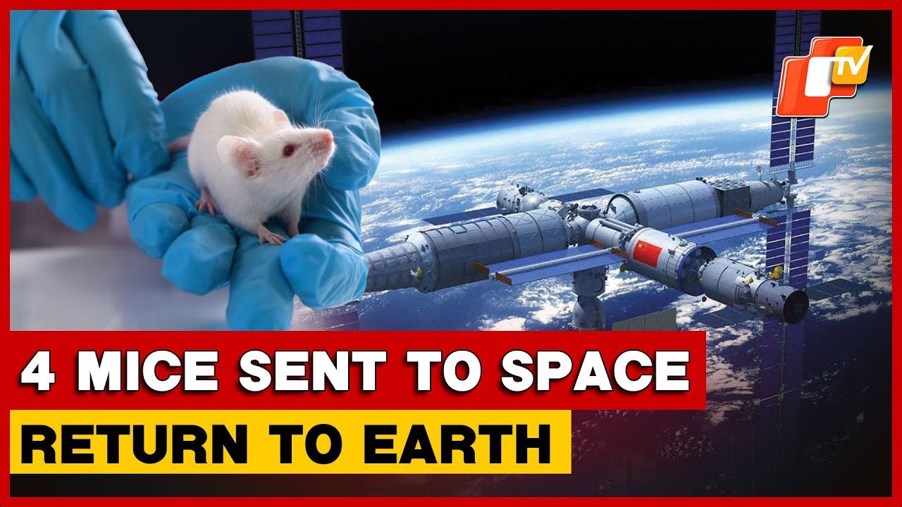 Four Mice Return to Earth After Space Experiments in…