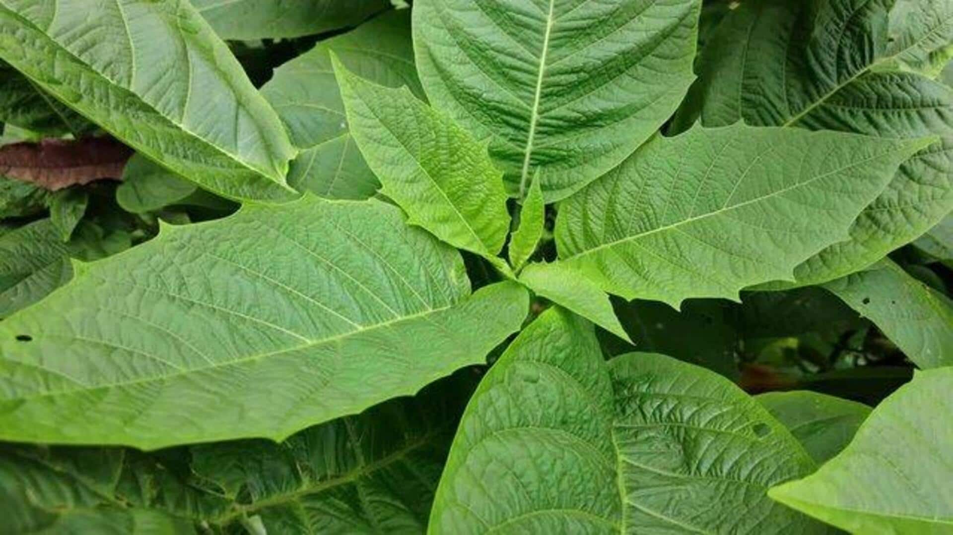 Unlocking the Beauty Benefits of African Bitter Leaf | Kwizr